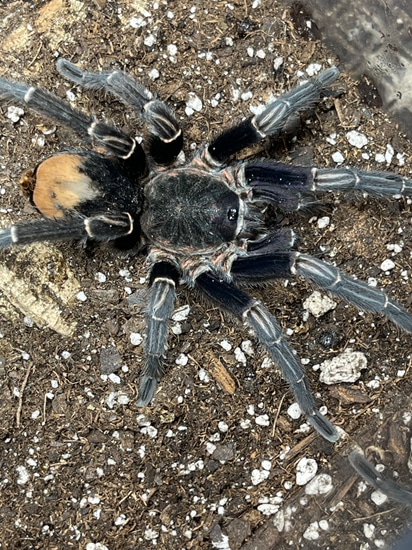 E Murinus Tarantula by The Barking Gecko