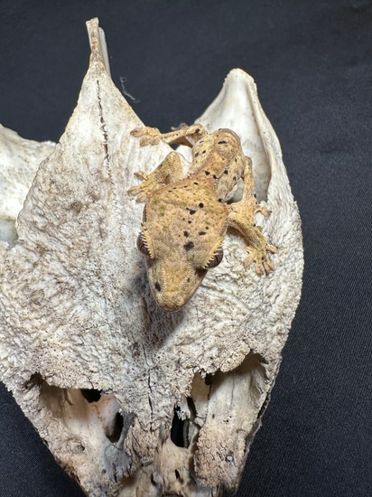2023 Cookies & Cream Hatchling Crested Gecko by The Barking Gecko