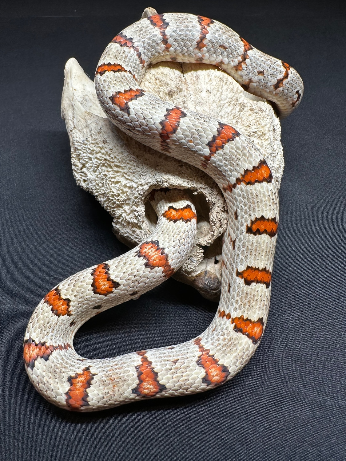 *Pair Thayeri Kingsnake Nuevo Leon Kingsnake by The Barking Gecko ...