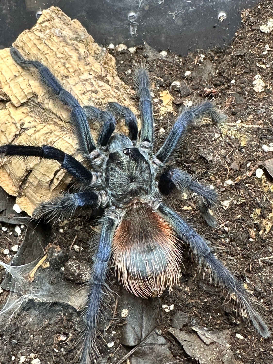 Mature Male P Sazimai Tarantula by The Barking Gecko - MorphMarket