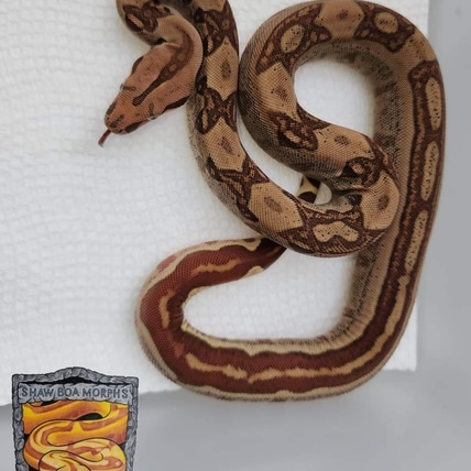 Shaw Boa Morphs - MorphMarket