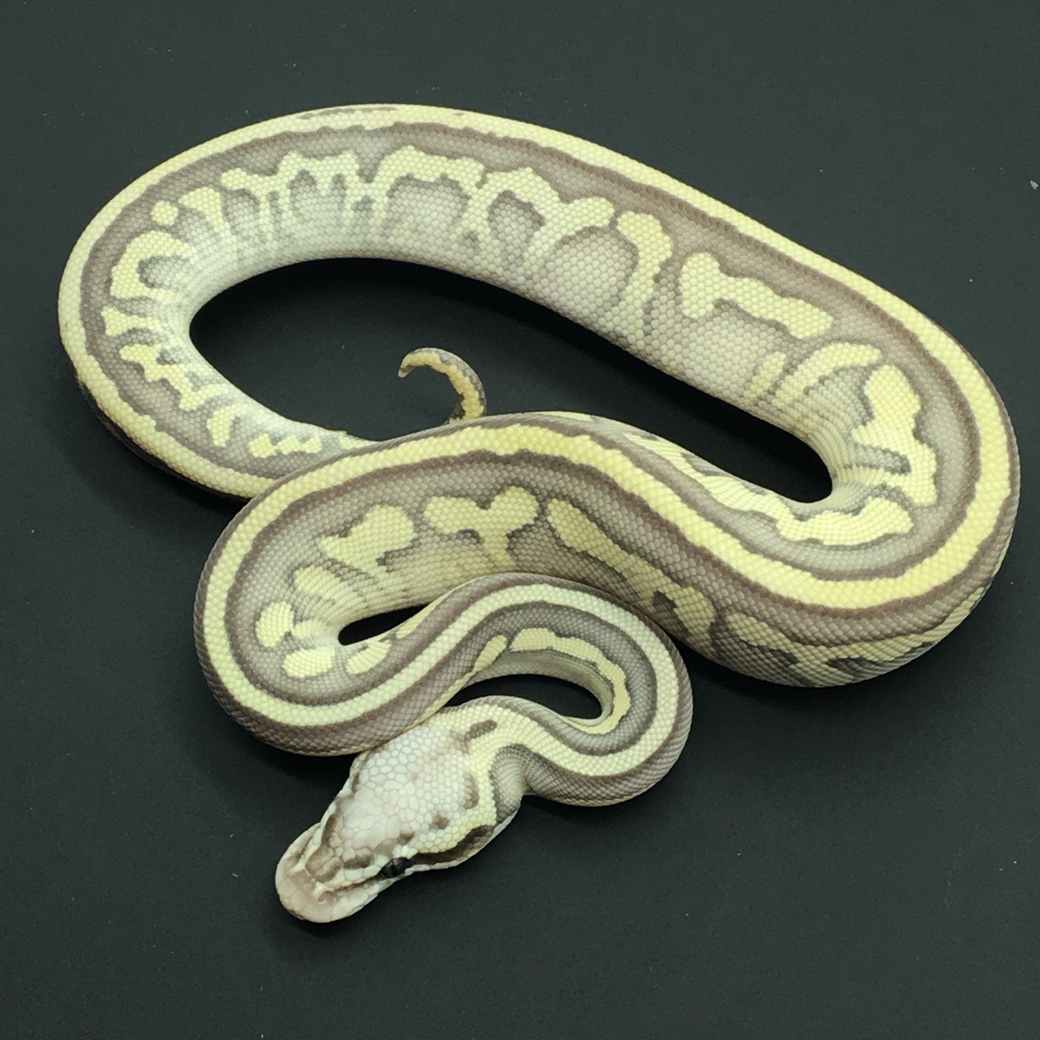 Leopard Lesser Super Pastel Ball Python by Shawn Barnett Reptiles ...