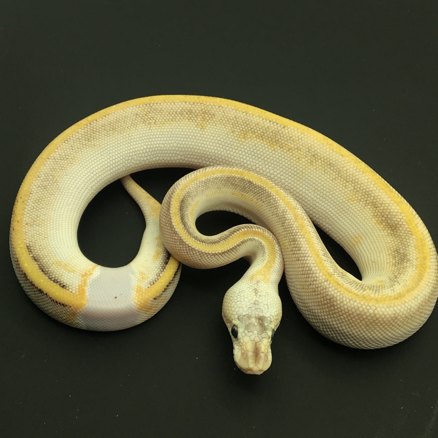 Leopard Lesser Pastel Champagne Ball Python by Shawn Barnett Reptiles ...