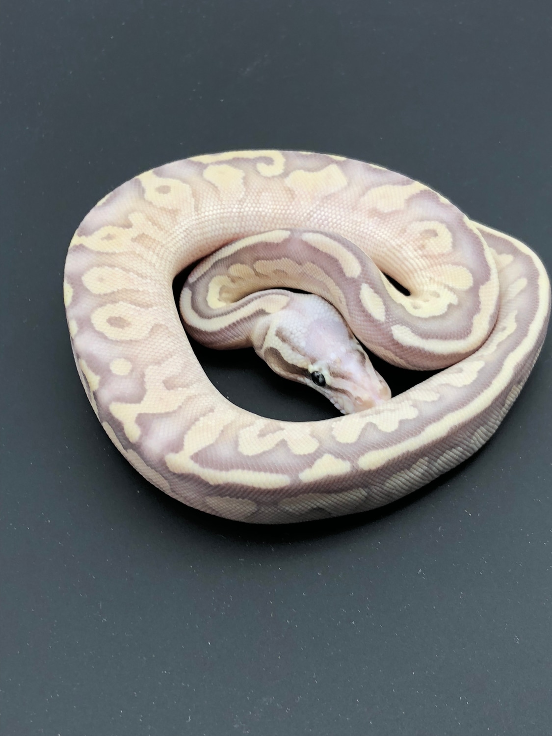 Lesser Firefly Ball Python by Shawn Barnett Reptiles - MorphMarket