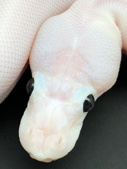 Scaleless Head Black Eye Lucy Ball Python by Shawn Barnett Reptiles