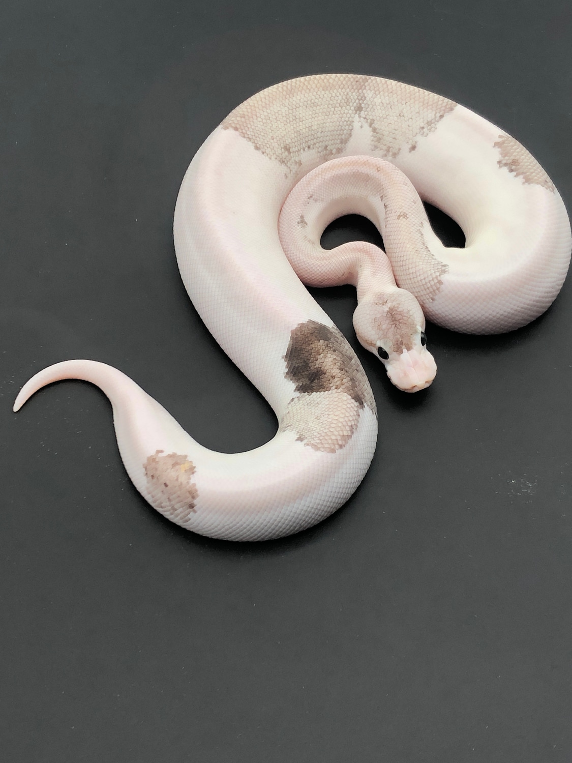 Super Cinnamon Champagne Pastel Ball Python by Shawn Barnett Reptiles ...