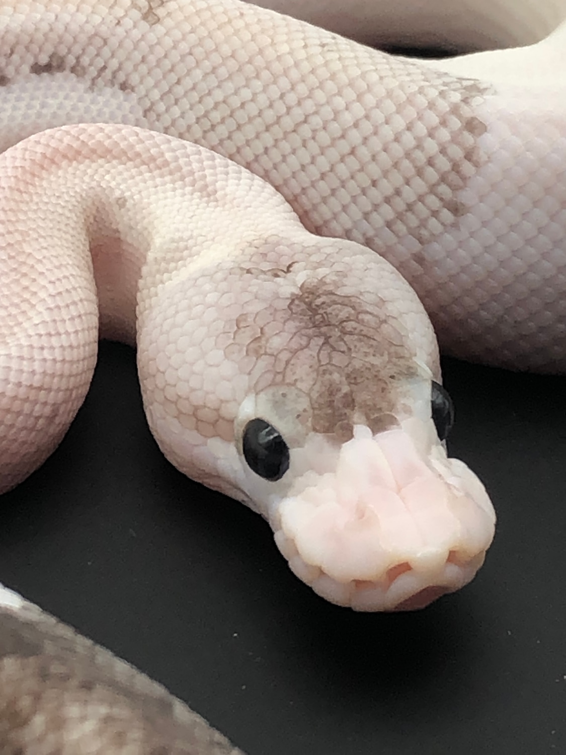 Super Cinnamon Champagne Pastel Ball Python by Shawn Barnett Reptiles ...