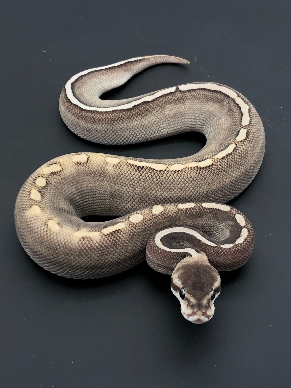 GHI Cinnamon Lesser Ball Python by Shawn Barnett Reptiles - MorphMarket