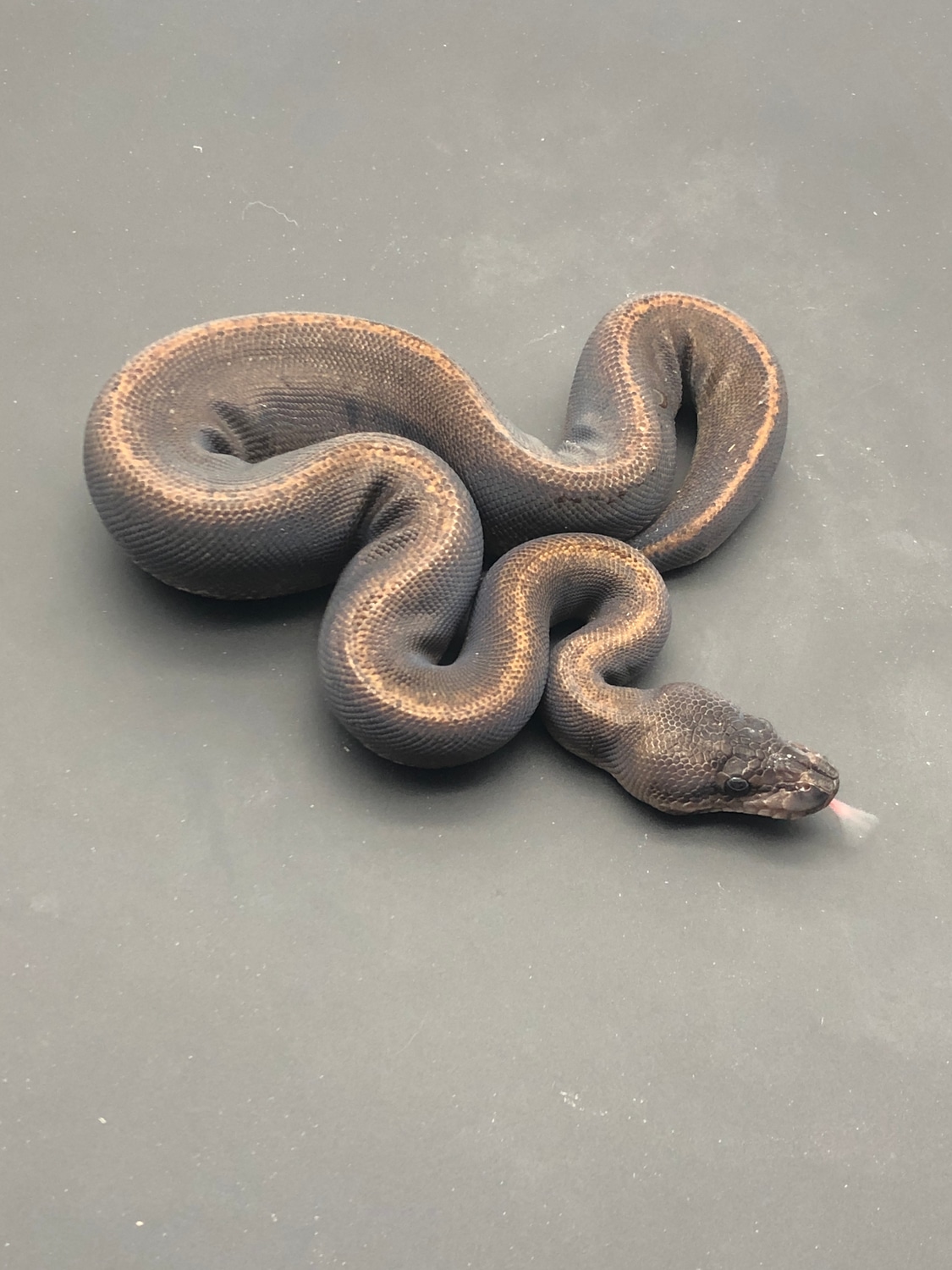 Suma Ball Python by Shawn Barnett Reptiles - MorphMarket