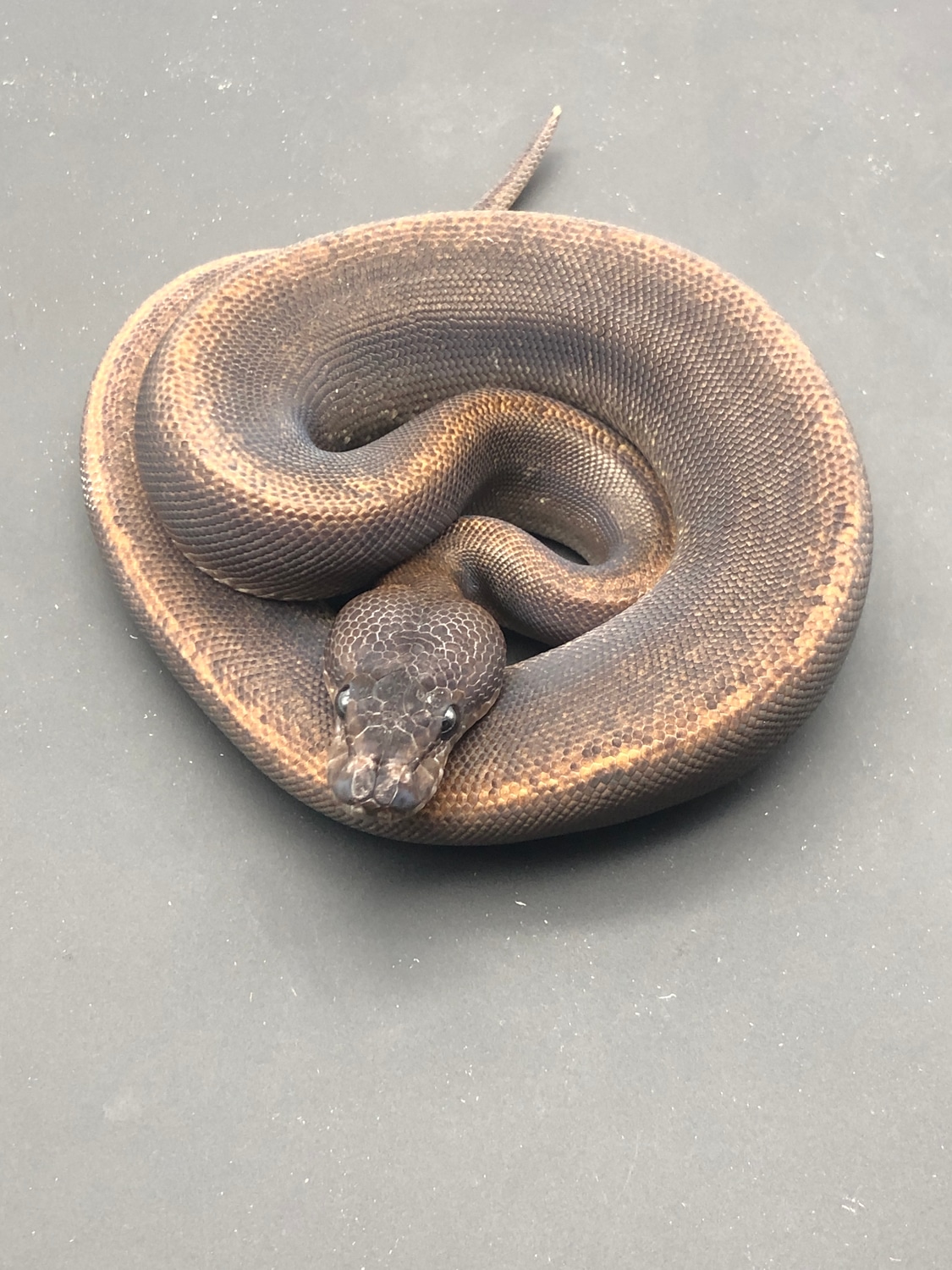 Suma Ball Python by Shawn Barnett Reptiles - MorphMarket