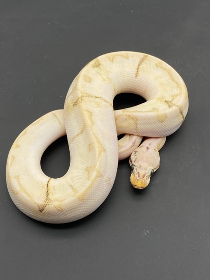 Pastel Spider Pinstripe Bamboo Ball Python by Shawn Barnett Reptiles