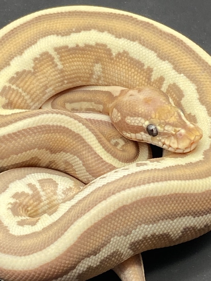 Banana Leopard Lesser Ball Python by Shawn Barnett Reptiles
