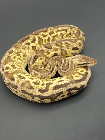 Firefly Leopard Ball Python by Shawn Barnett Reptiles