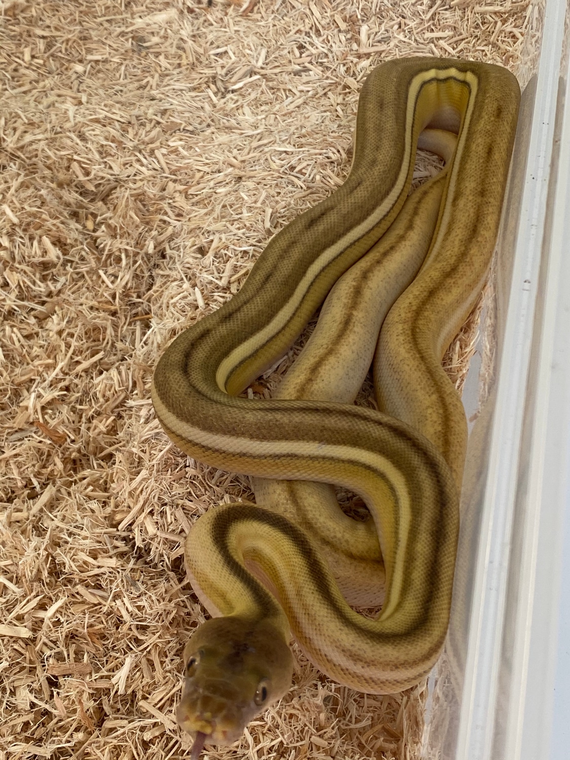 Phantom Super Tiger Reticulated Python by Shawn Barnett Reptiles ...