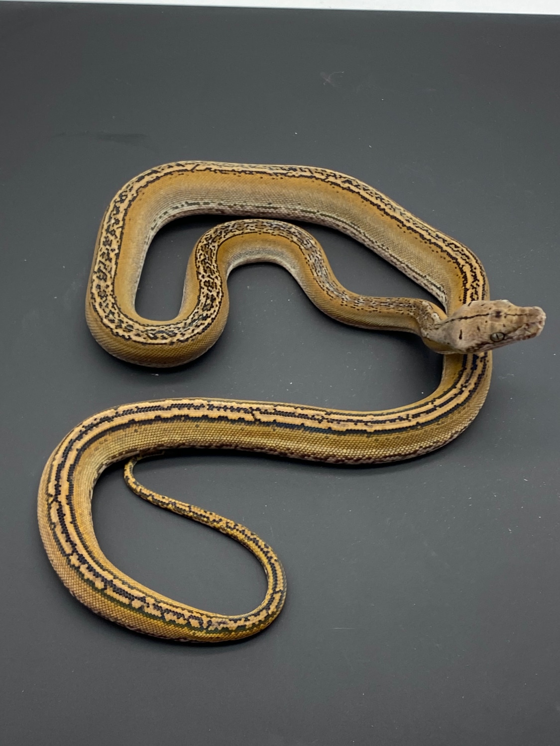 Marble Motley Reticulated Python by Shawn Barnett Reptiles - MorphMarket