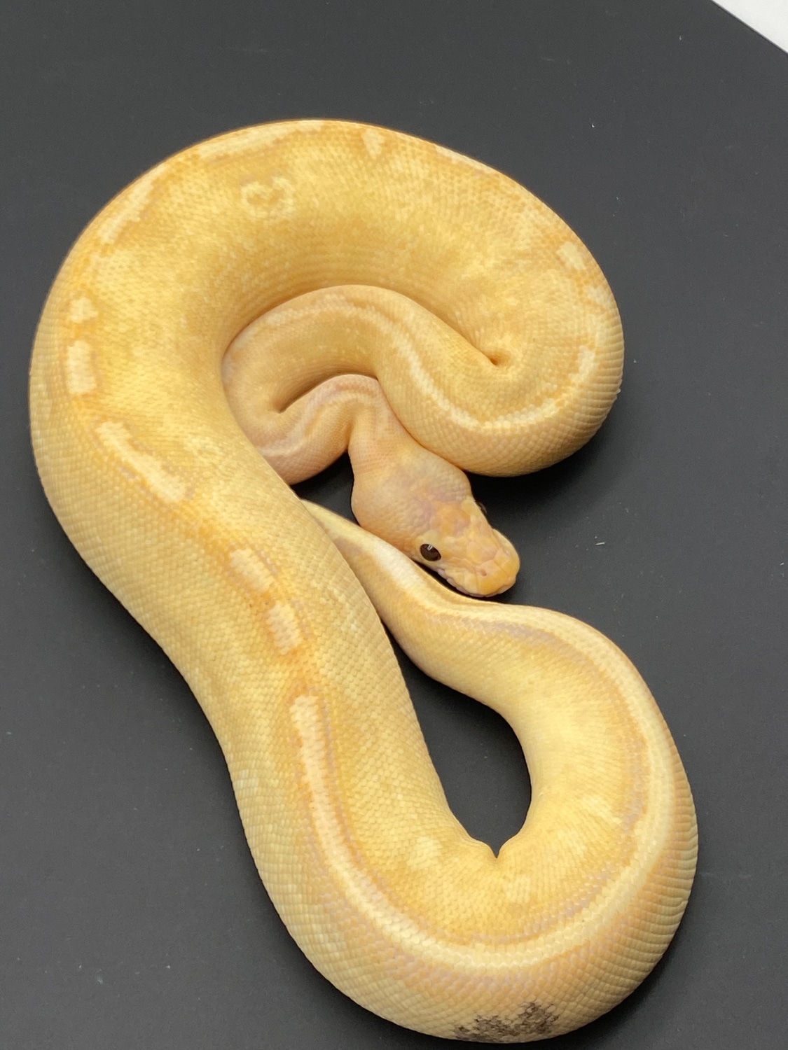 Banana Champagne Ball Python by Shawn Barnett Reptiles - MorphMarket