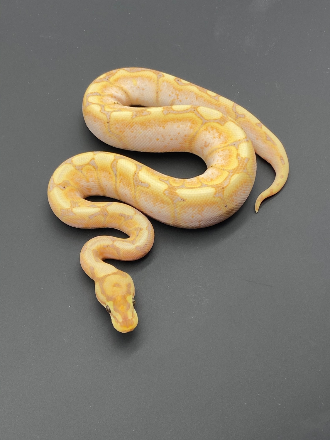 Banana Bee Calico Ball Python by Shawn Barnett Reptiles - MorphMarket