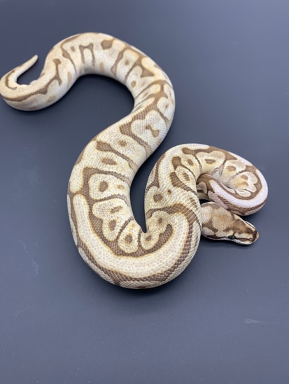 Leopard Lesser Spider Het Clown Ball Python by Shawn Barnett Reptiles