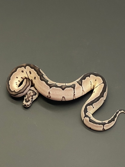 Clown VPI Axanthic Blade Ball Python by Shawn Barnett Reptiles