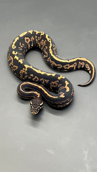 Black Pastel Acid Ball Python by Shawn Barnett Reptiles