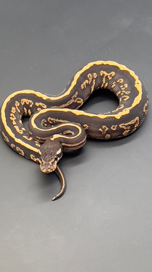 Black Pastel Acid Ball Python by Shawn Barnett Reptiles
