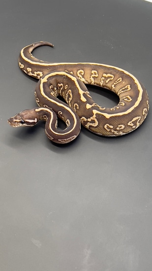 Black Pastel Acid Mojave Ball Python by Shawn Barnett Reptiles