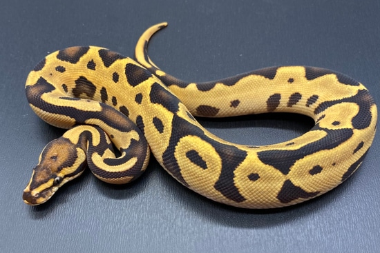 OD Leo Fire Ball Python by Shawn Barnett Reptiles