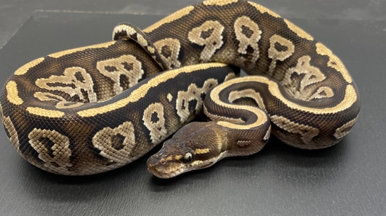 Mystic Bongo Ball Python by Shawn Barnett Reptiles
