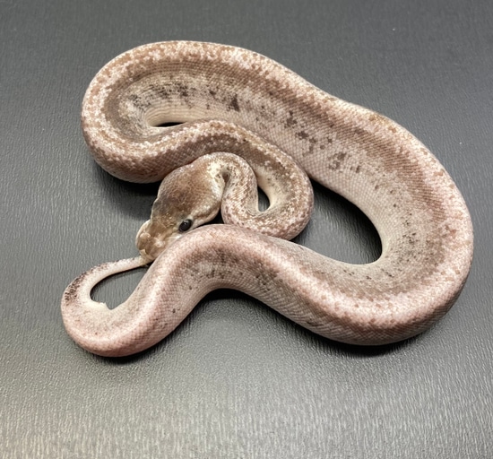 Super Cinny Pastel Pos Champagne Ball Python by Shawn Barnett Reptiles