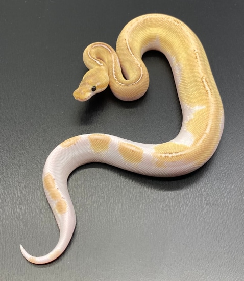 Bongo OD YB Lesser Cinny Fire Pos Leopard Ball Python by Shawn Barnett ...