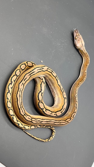 Motley Reticulated Python by Shawn Barnett Reptiles