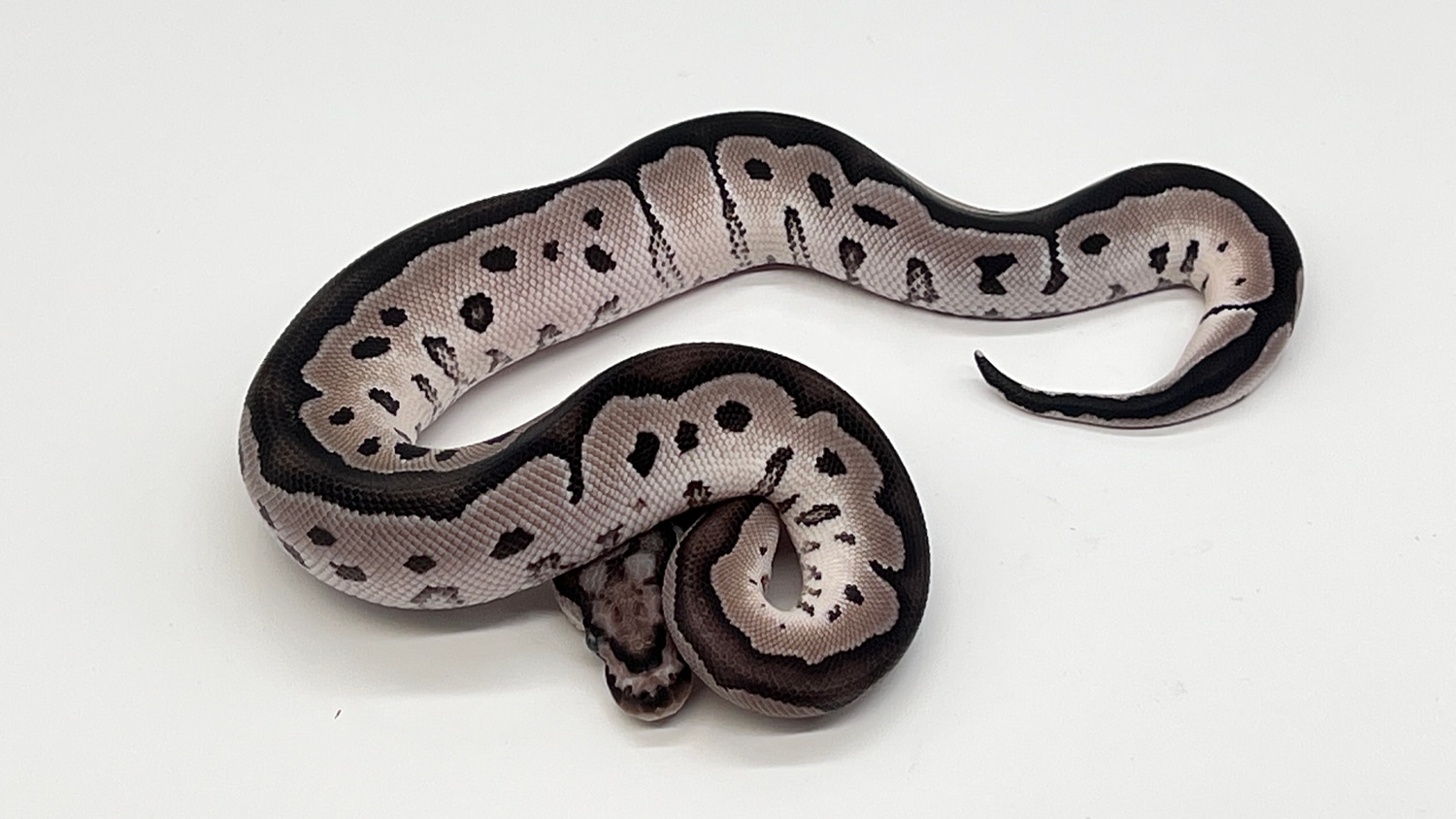 Clown Axanthic (VPI) Blade Ball Python by Shawn Barnett Reptiles ...