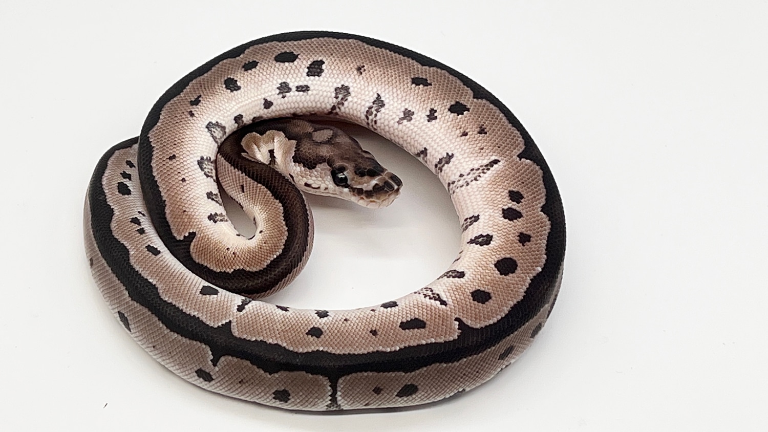 Clown Axanthic (VPI) Blade Ball Python by Shawn Barnett Reptiles ...