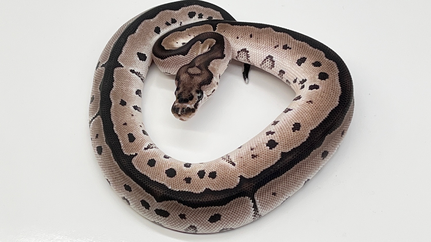 Clown Axanthic (VPI) Blade Ball Python by Shawn Barnett Reptiles ...