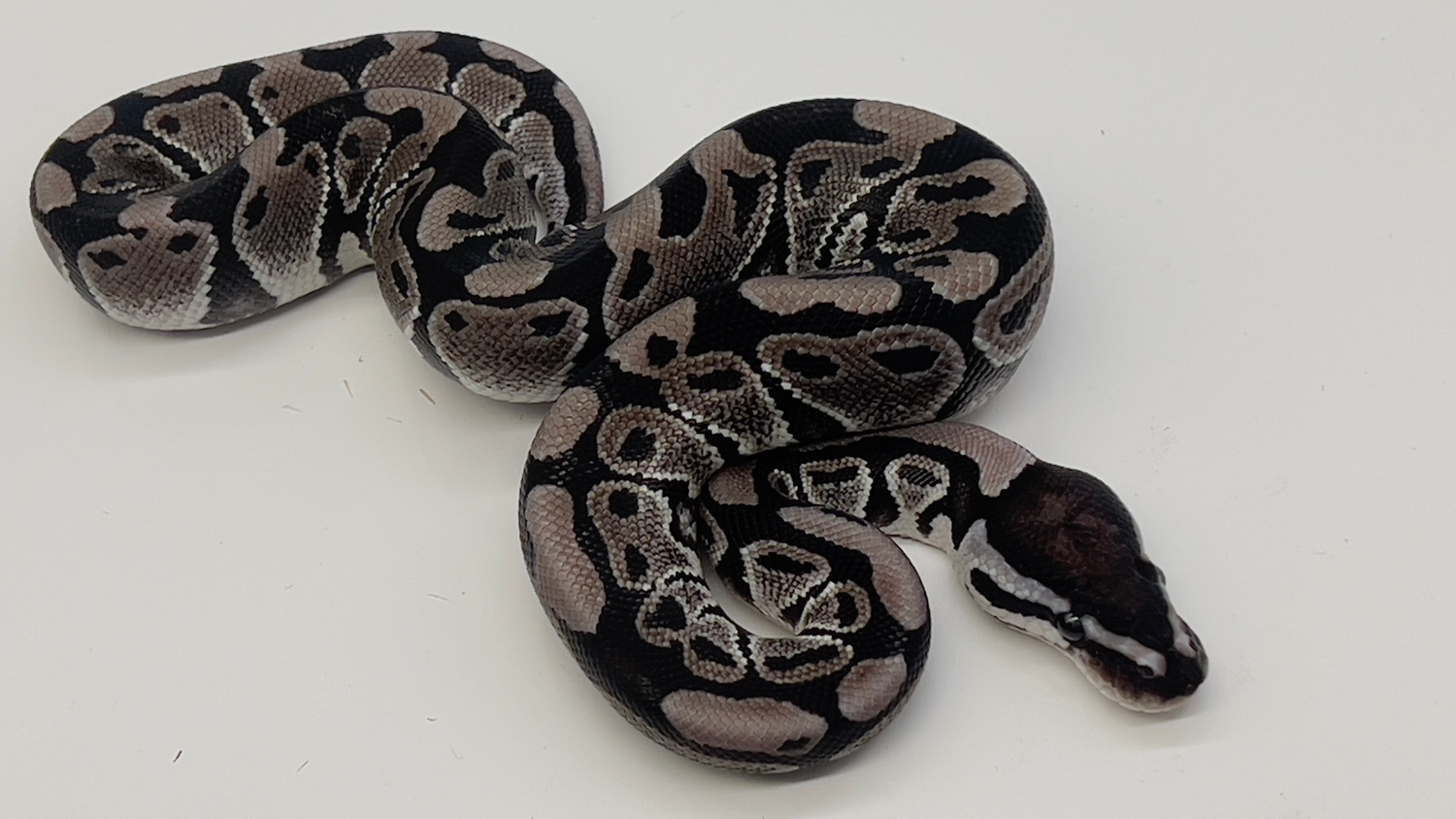 Axanthic (VPI) Het.Clown Ball Python by Shawn Barnett Reptiles ...