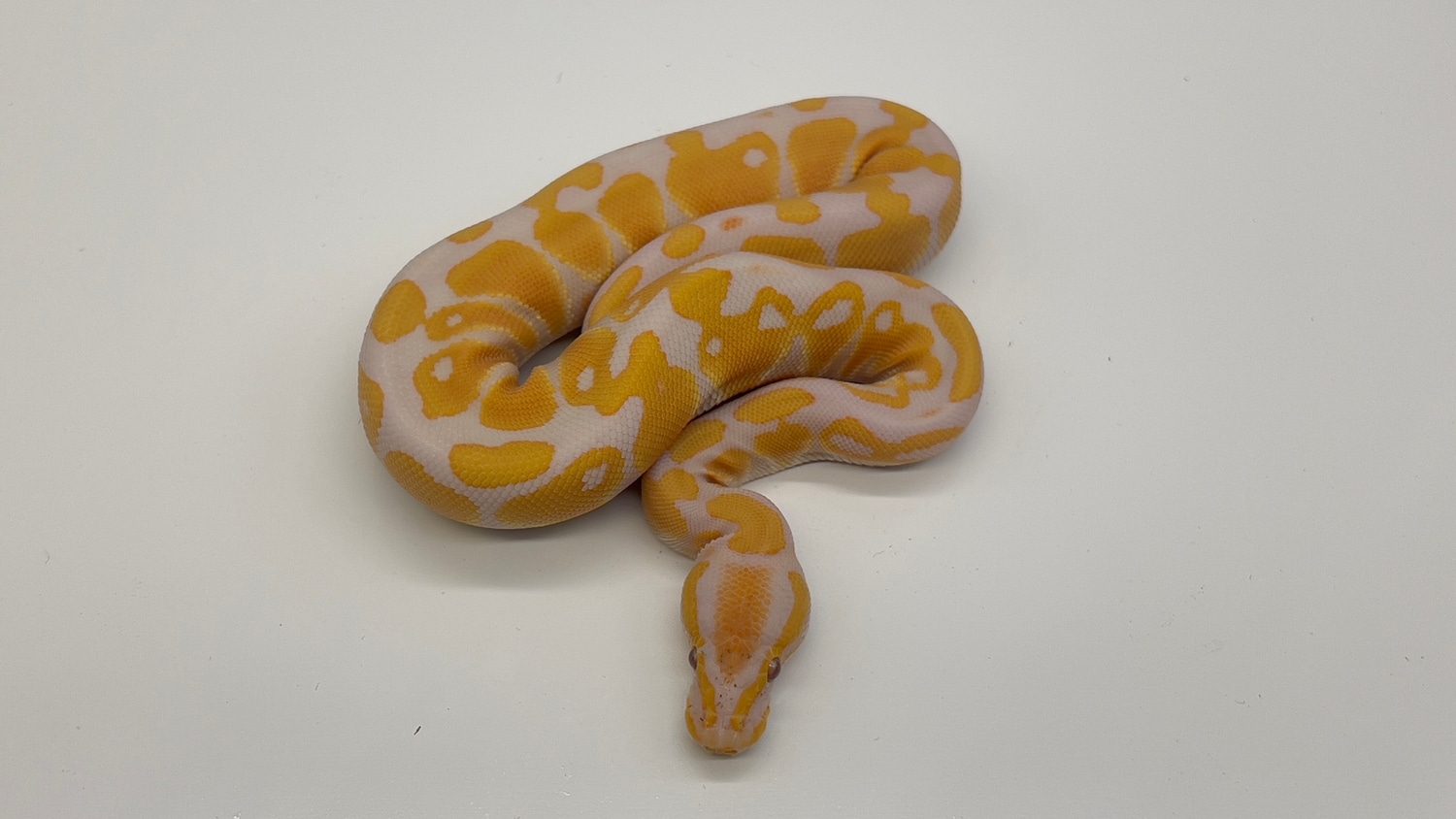 Lavender Het.Pied Ball Python by Shawn Barnett Reptiles - MorphMarket