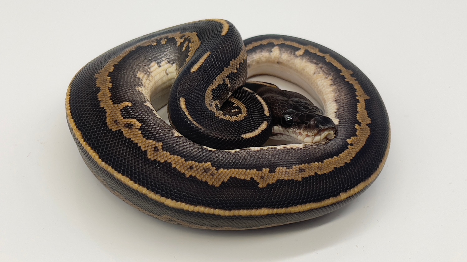 Black Head Cinnamon Leopard Ball Python by Shawn Barnett Reptiles ...
