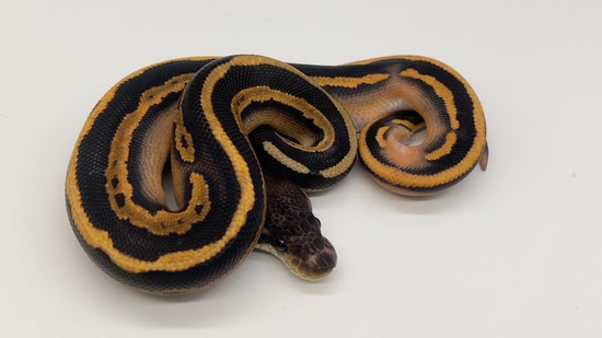 Orange Dream Leopard Cinnamon Ball Python by Shawn Barnett Reptiles