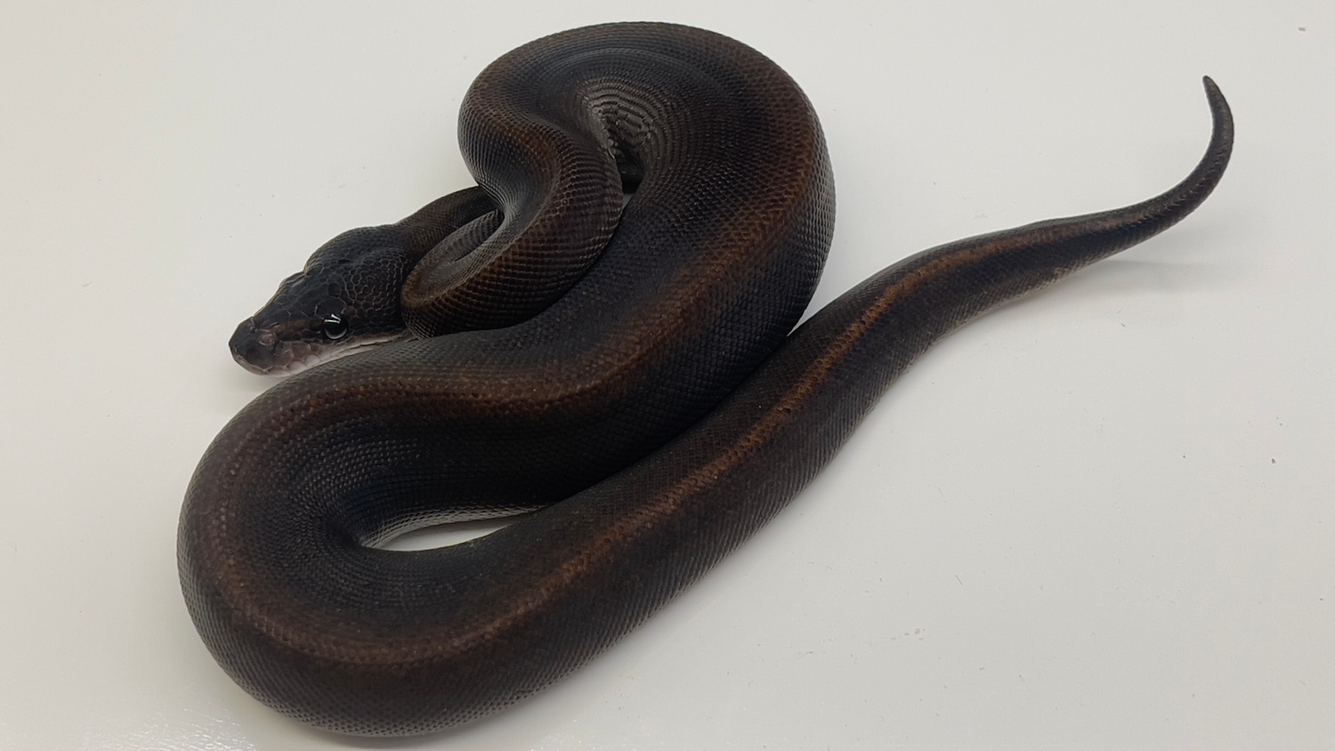 Suma Ball Python by Shawn Barnett Reptiles - MorphMarket