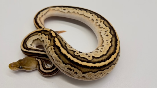 Bongo Cinnamon Orange Dream Calico Ball Python by Shawn Barnett Reptiles