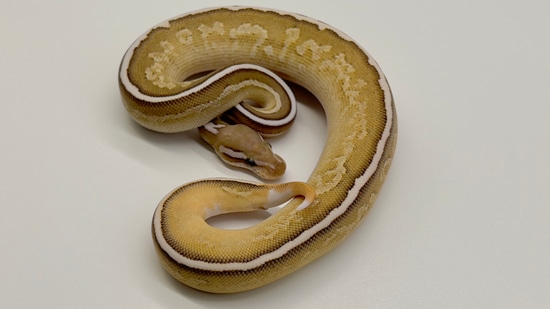 Bongo Cinnamon Orange Dream Yellow Belly Ball Python by Shawn Barnett ...