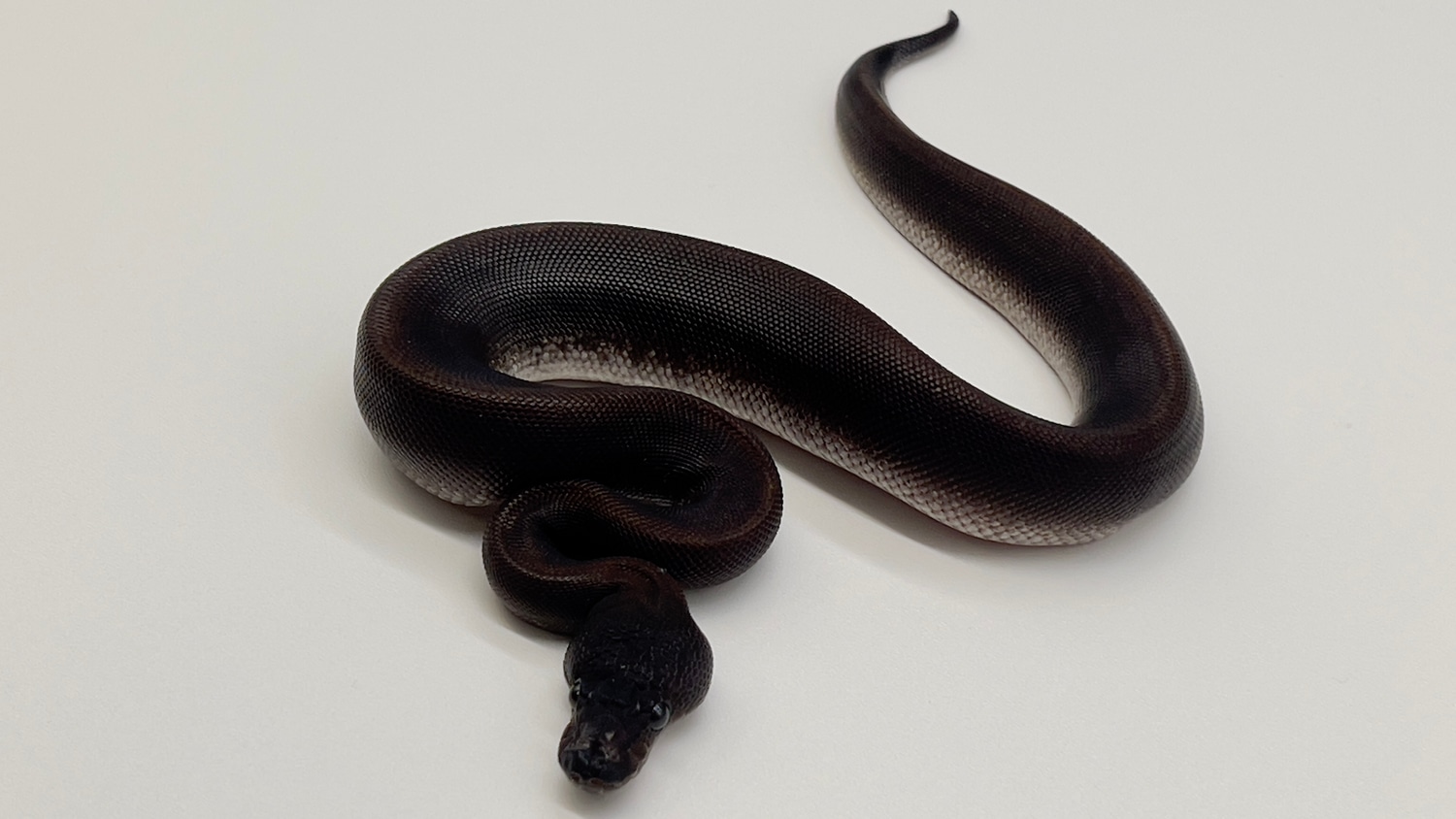 Suma Ball Python by Shawn Barnett Reptiles - MorphMarket