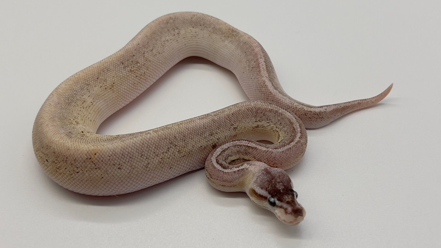 Bongo Cinnamon Yellow Belly Calico Firefly Ball Python by Shawn Barnett ...