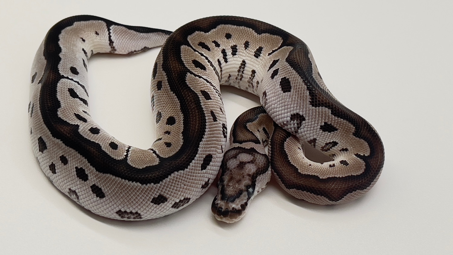 VPI Axanthic Clown Ball Python by Shawn Barnett Reptiles - MorphMarket