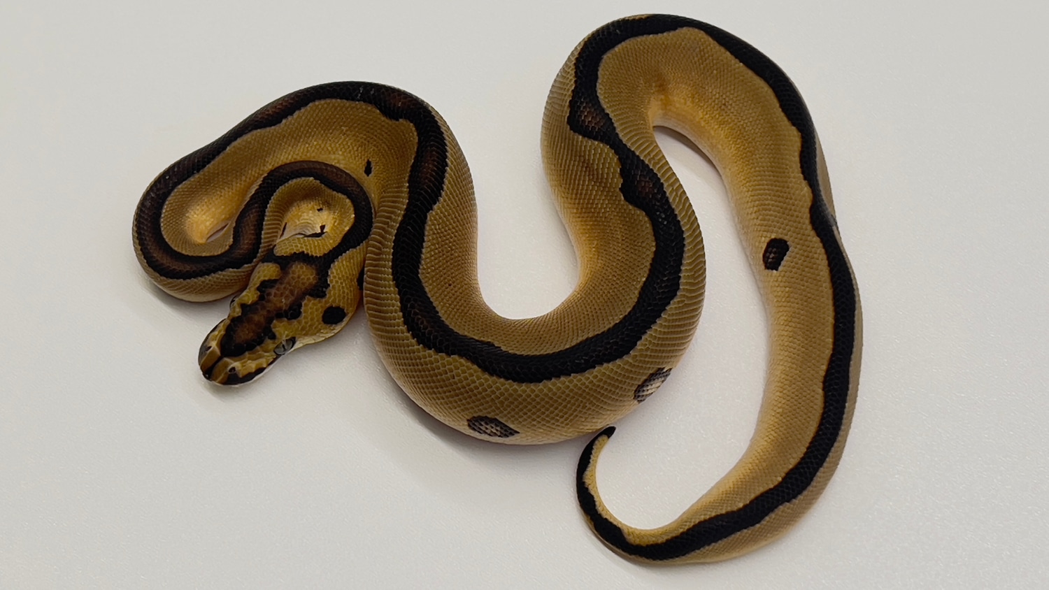 Leopard Blade Clown Ball Python by Shawn Barnett Reptiles - MorphMarket