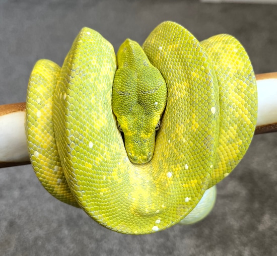 High Yellow Designer Male Green Tree Python by Vivid Arboreals