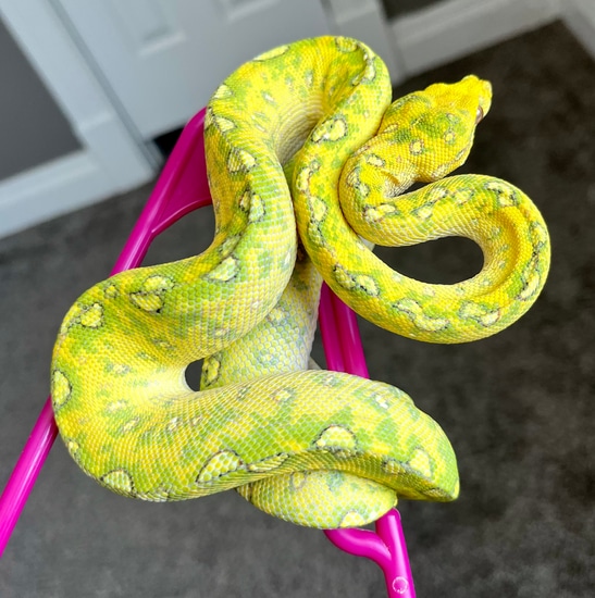 2 Female Biaks Green Tree Python by Vivid Arboreals