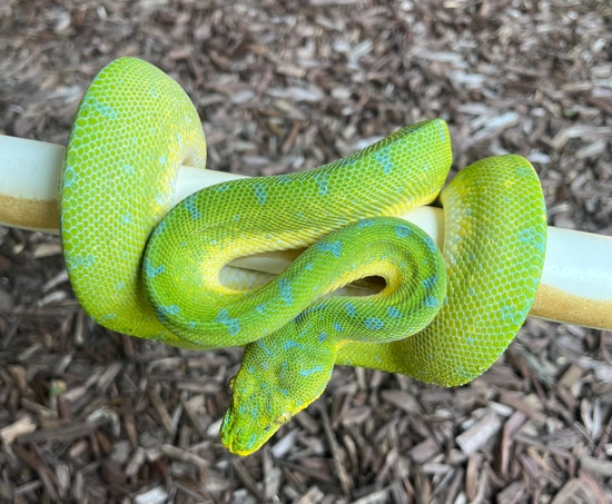 Kofiau Green Tree Python by Vivid Arboreals