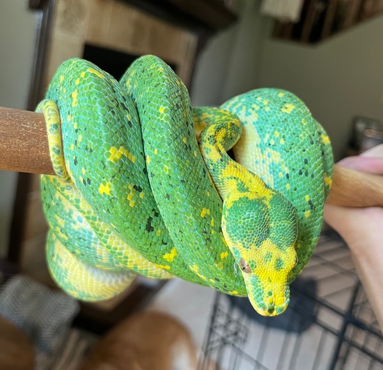 Crook X Kink Green Tree Python by Vivid Arboreals
