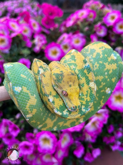 Manok X Biak Green Tree Python by Vivid Arboreals